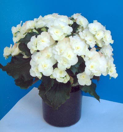 Snr. 994. Begonia Elatior 'Elektra White' - Plantesortsnemnda